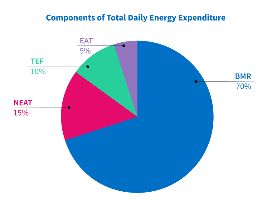 What Is Total Energy Expenditure TEE In Short Wasiclinic